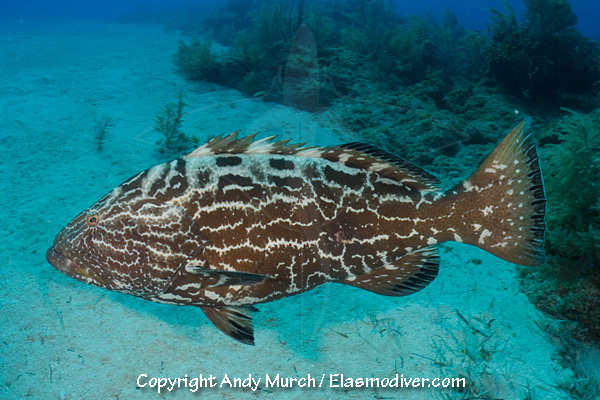 Black Grouper Pictures - images of Mycteroperca bonaci